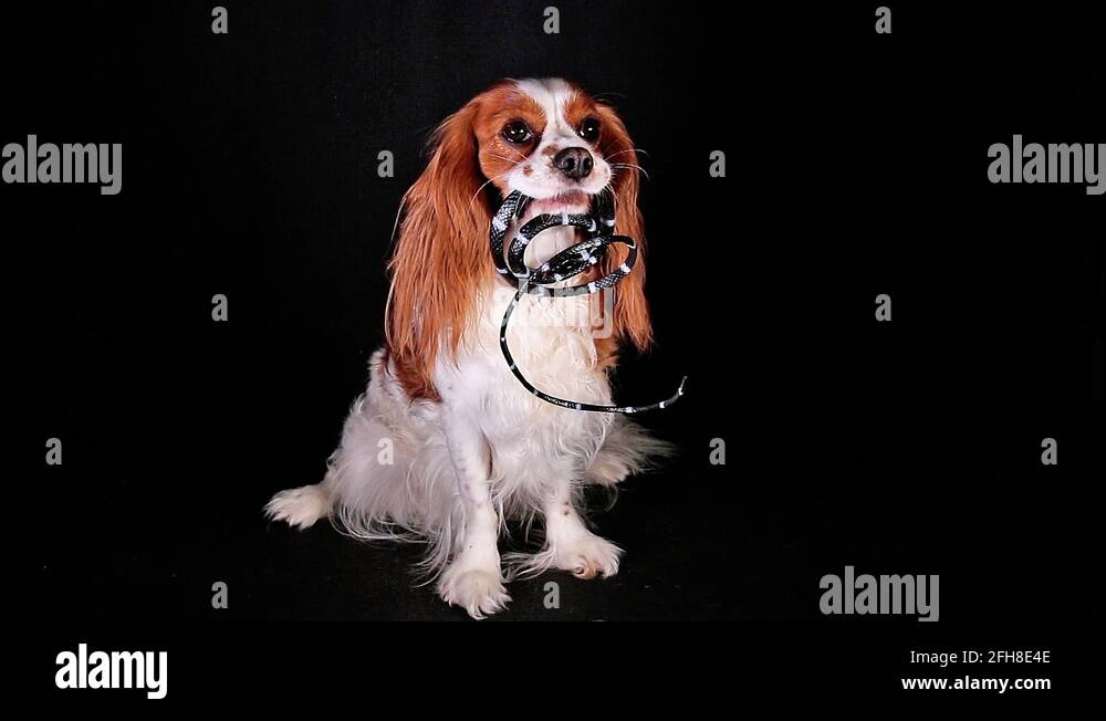 Fake pet Stock Videos & Footage - HD and 4K Video Clips - Alamy