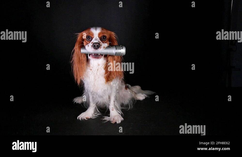 Dog with microphone Stock Videos & Footage - HD and 4K Video Clips - Alamy