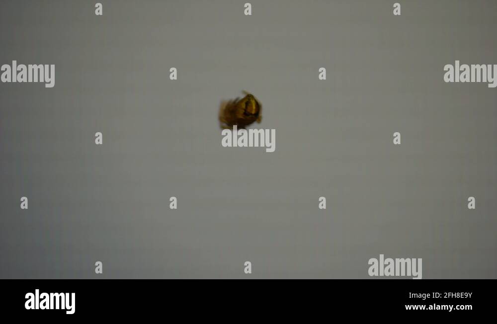 Macro of small light brown spider Araneus in front of monitor screen ...