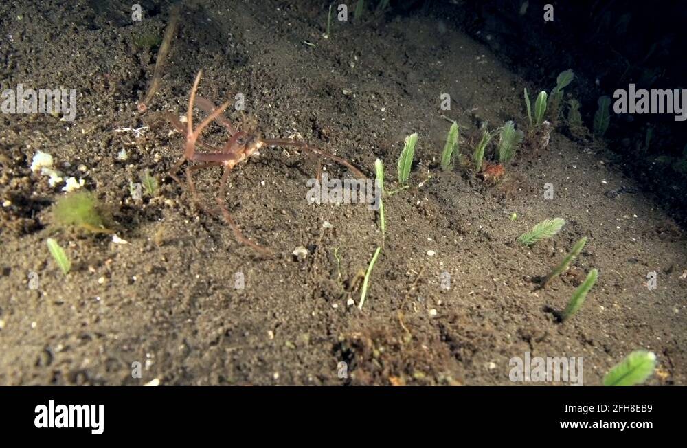 Philippines scissor swimming crab (Lupocyclus philippinensis) in the ...