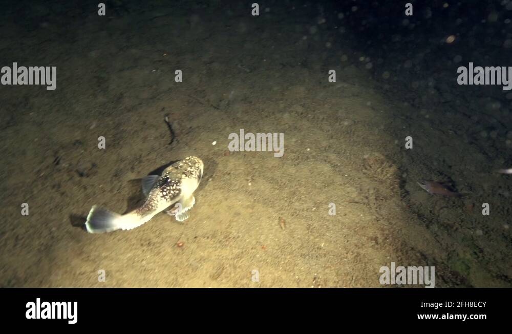 Marbled stargazer (Uranoscopus bicinctus) with red tongue hunting Stock ...