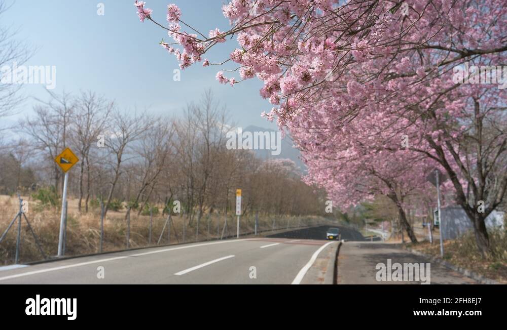 Small Car Passing by Cherry Trees in Full Bloom Stock Video Footage - Alamy