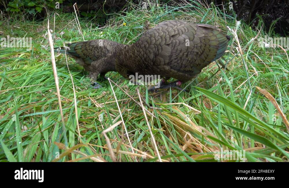 Cold climate parrot Stock Videos & Footage - HD and 4K Video Clips - Alamy
