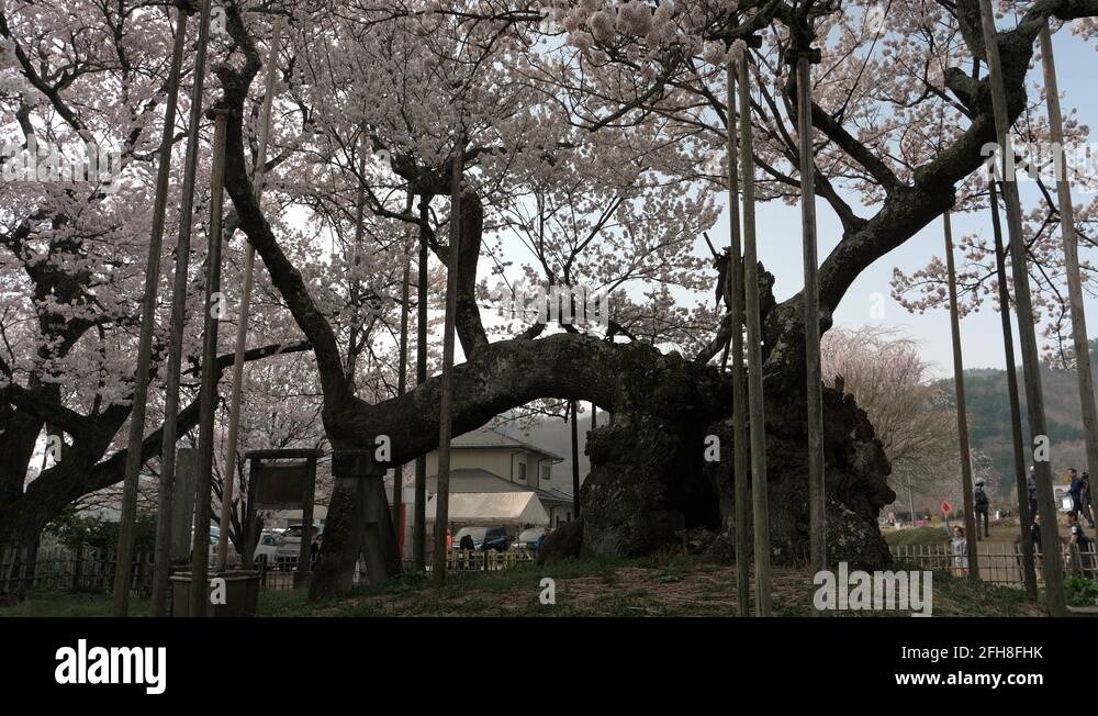 Cherry tree of japan Stock Videos & Footage - HD and 4K Video Clips - Alamy