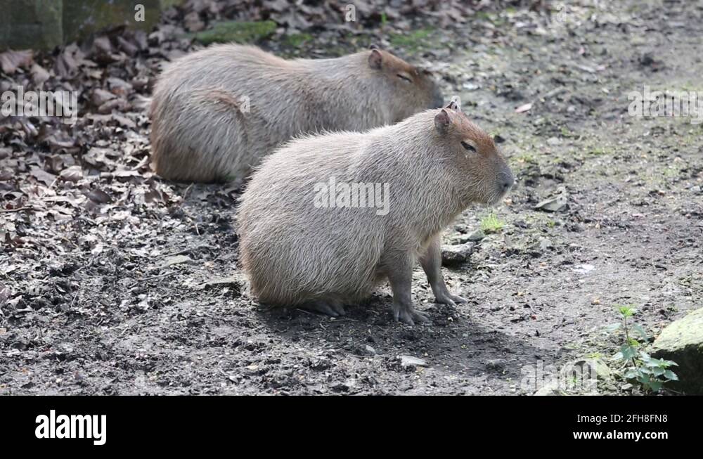 Capibara animal Stock Videos & Footage - HD and 4K Video Clips - Alamy