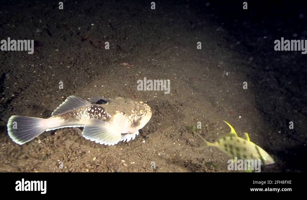 Marbled stargazer (Uranoscopus bicinctus) with red tongue hunting Stock ...