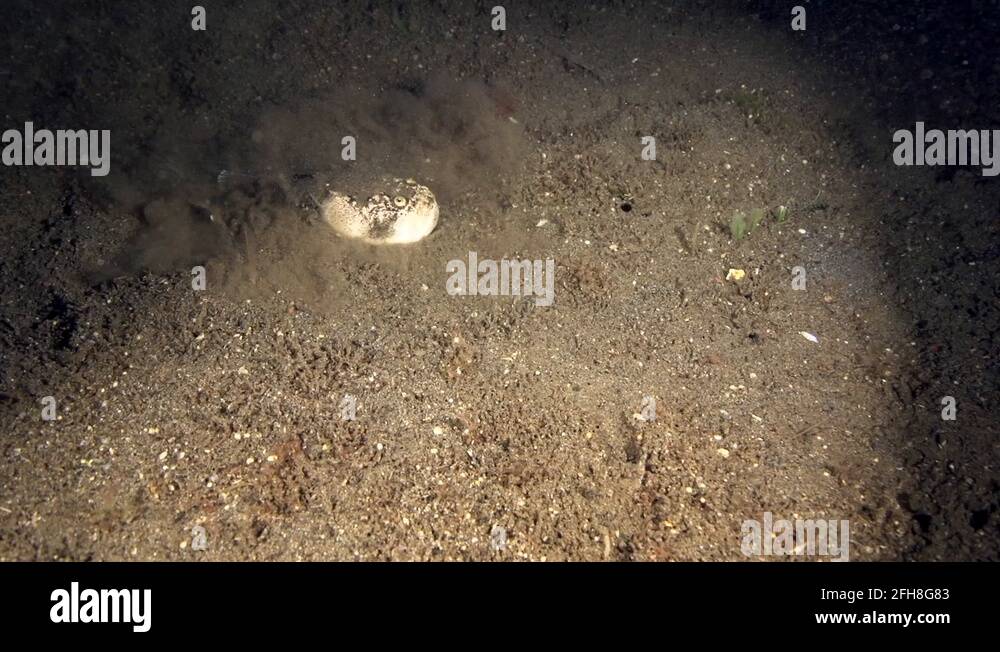 Marbled stargazer(Uranoscopus bicinctus) with red tongue hunting Stock ...