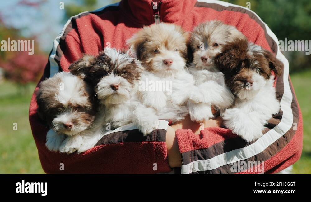 Six puppies Stock Videos & Footage - HD and 4K Video Clips - Alamy