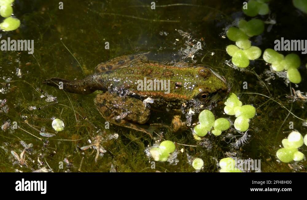 Laughing frog Stock Videos & Footage - HD and 4K Video Clips - Alamy