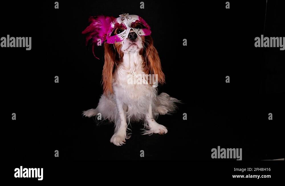 Cavalier king charles spaniel party Stock Videos & Footage - HD and 4K ...