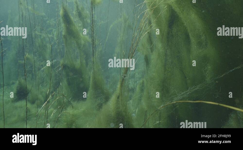 Algae farming Stock Videos & Footage - HD and 4K Video Clips - Alamy