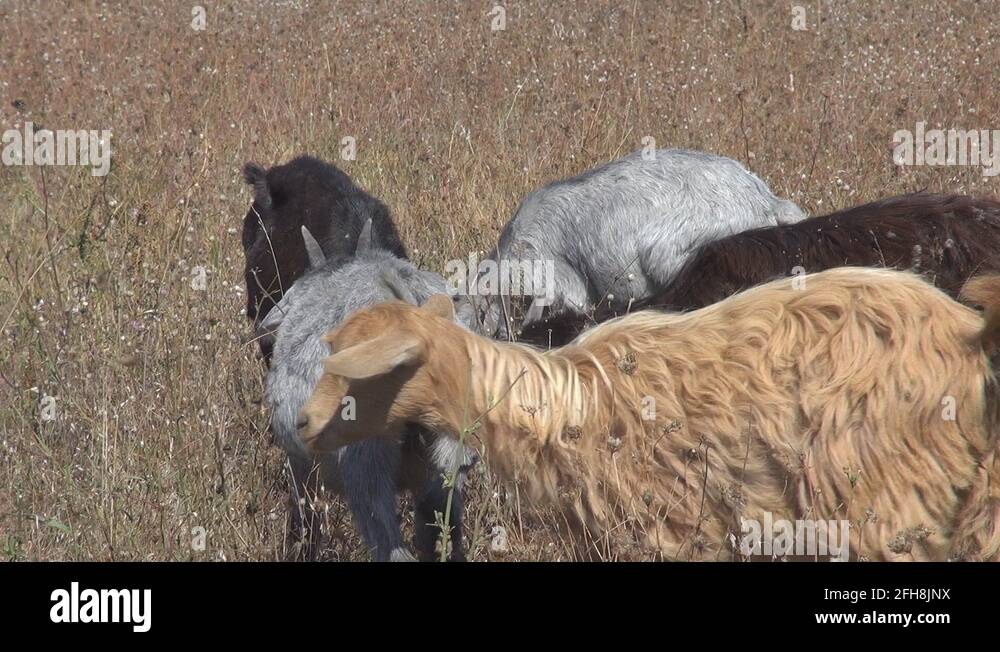 Male goat Stock Videos & Footage - HD and 4K Video Clips - Alamy