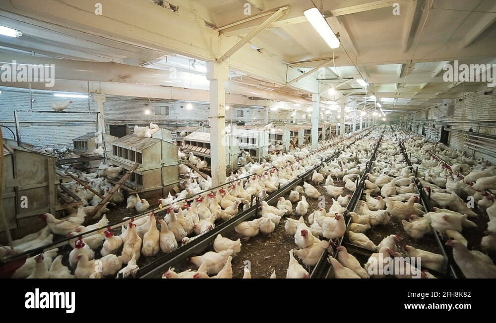 Poultry feeders Stock Videos & Footage - HD and 4K Video Clips - Alamy