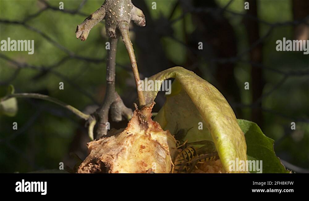 Orchard pests Stock Videos & Footage - HD and 4K Video Clips - Alamy