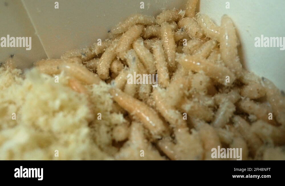 Fly worms Stock Videos & Footage - HD and 4K Video Clips - Alamy