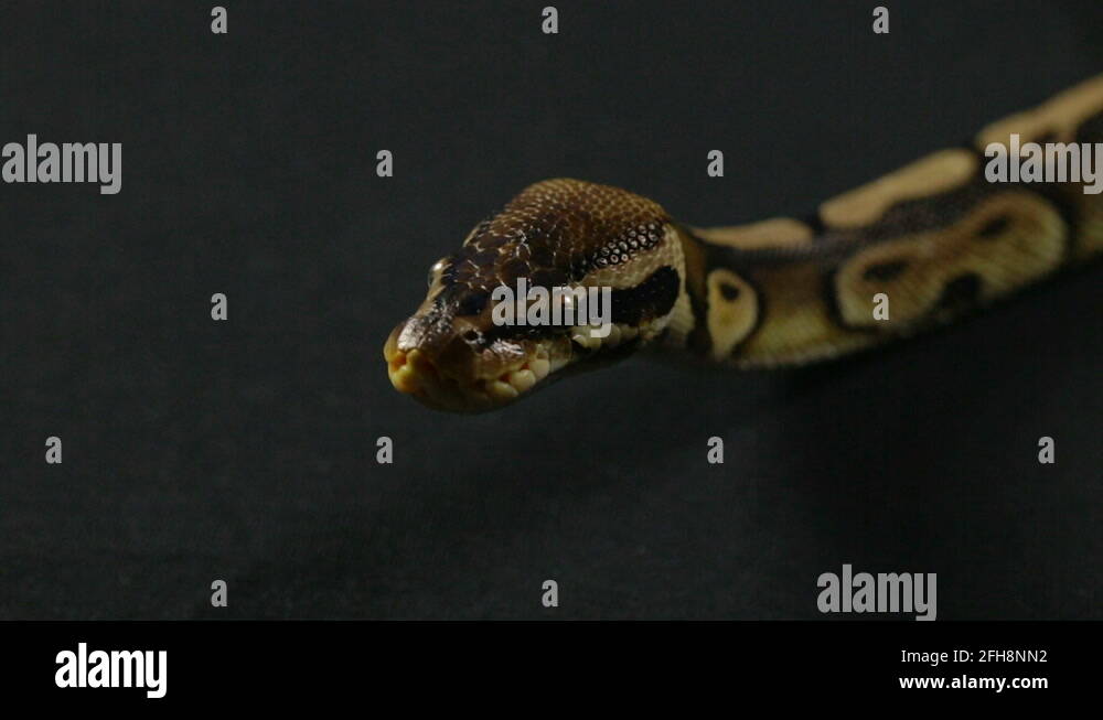 Royal snake Stock Videos & Footage - HD and 4K Video Clips - Alamy