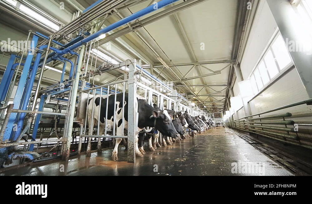 Cows milking machines Stock Videos & Footage - HD and 4K Video Clips ...