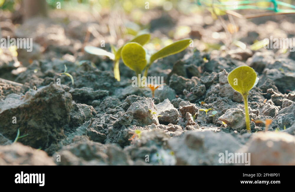 Germ of a newly grown plant in the ground that is watered with watering ...