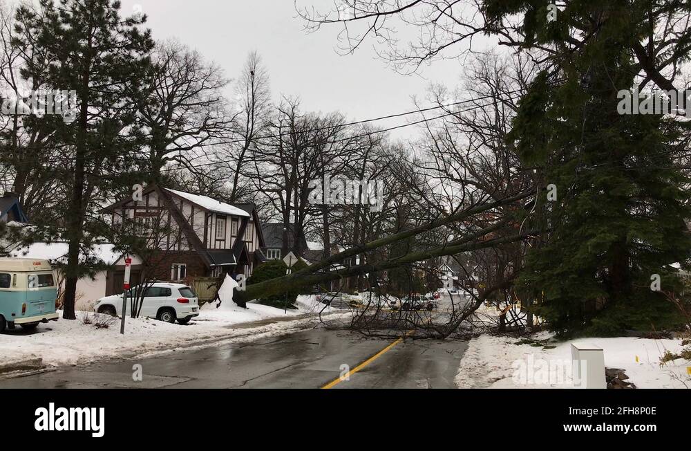 Tree across road storm Stock Videos & Footage - HD and 4K Video Clips ...