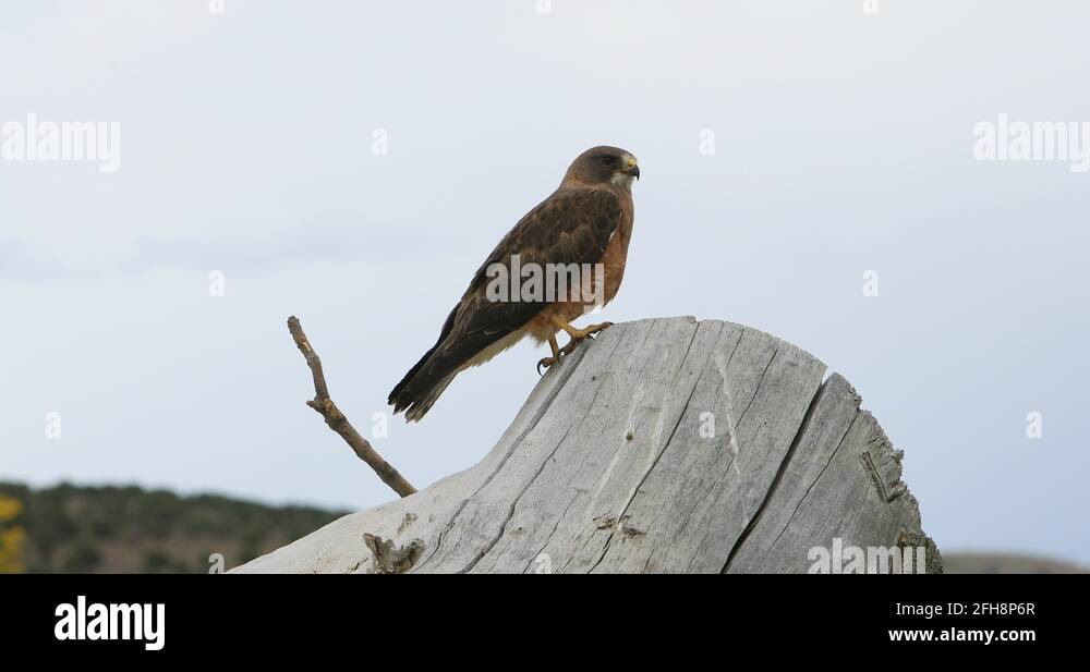 Bird hawk wildlife nature Stock Videos & Footage - HD and 4K Video ...
