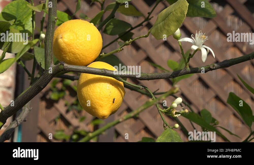 Flower and lattice Stock Videos & Footage - HD and 4K Video Clips - Alamy