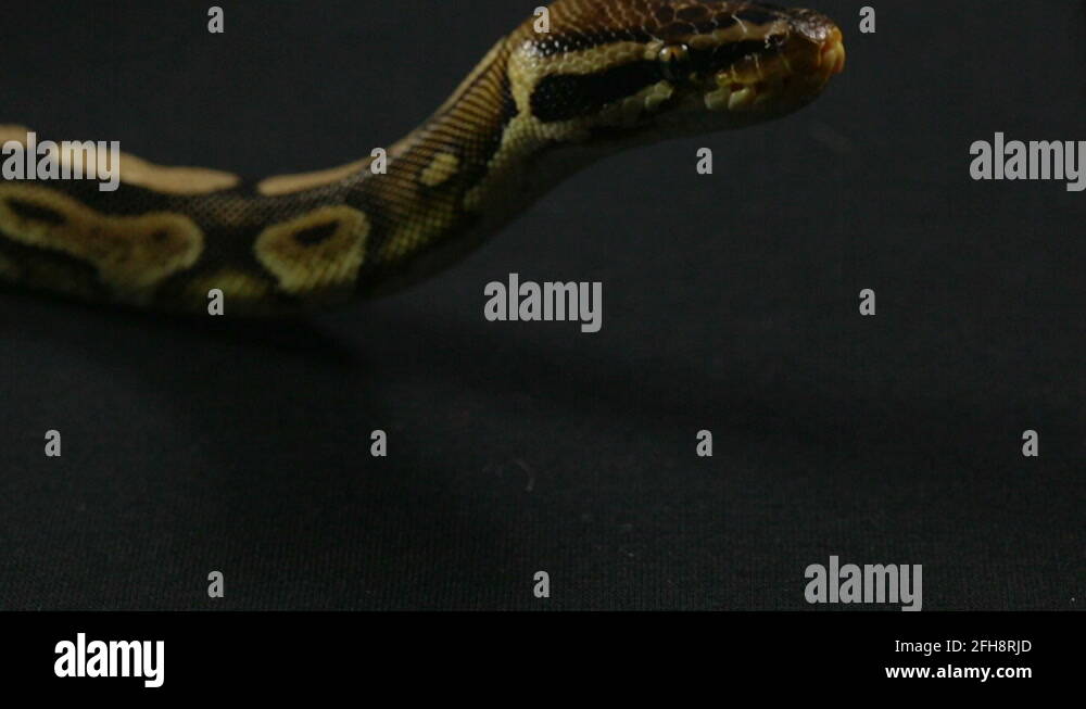 Video of snake - looking ball python Stock Video Footage - Alamy