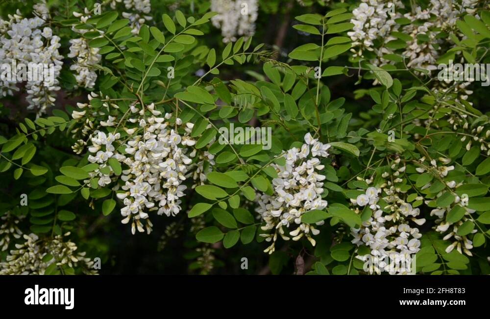 Robinia tree Stock Videos & Footage - HD and 4K Video Clips - Alamy