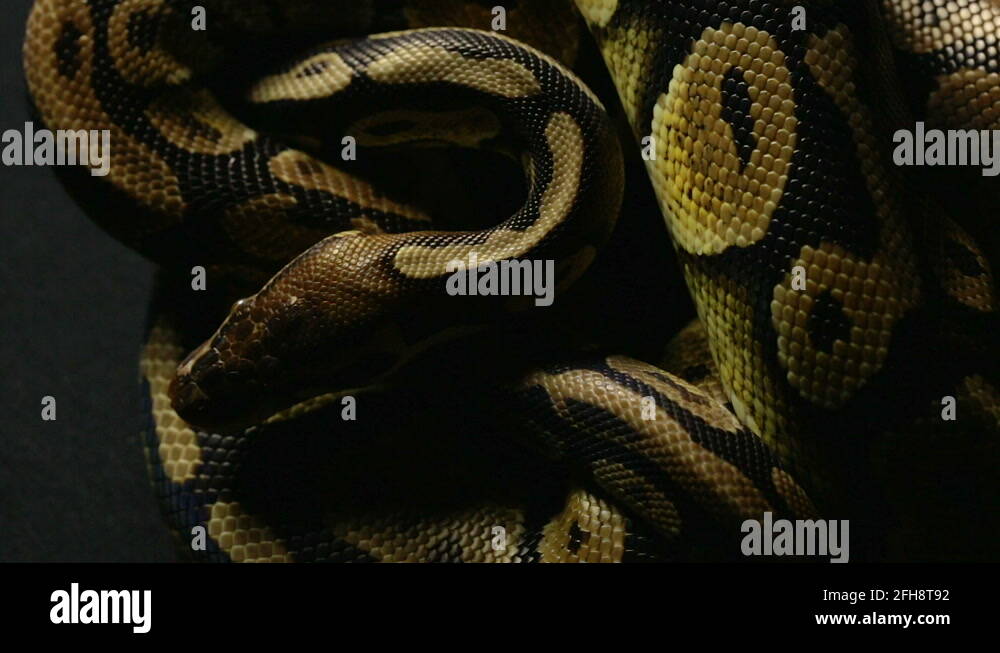 Royal pythons or ball pythons Stock Videos & Footage - HD and 4K Video ...