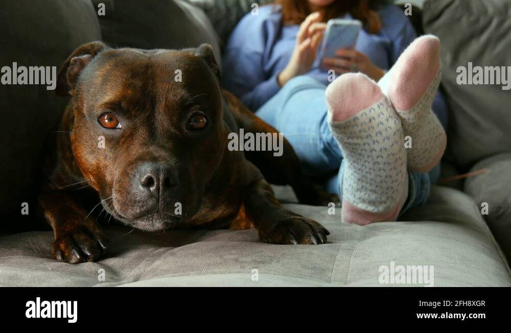 Dog cinemagraph in 4K Stock Video Footage - Alamy
