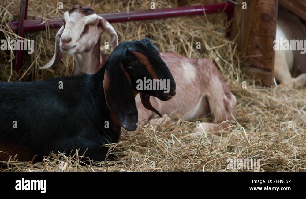 Sitting goats Stock Videos & Footage - HD and 4K Video Clips - Alamy