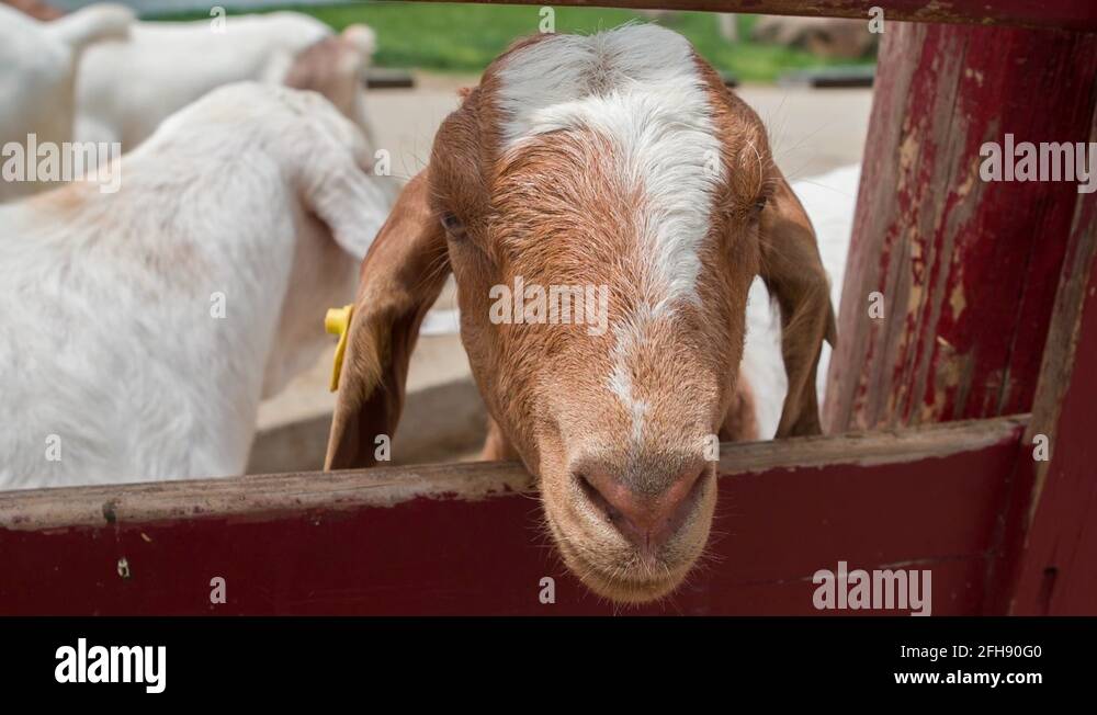 Goat head through fence Stock Videos & Footage - HD and 4K Video Clips ...