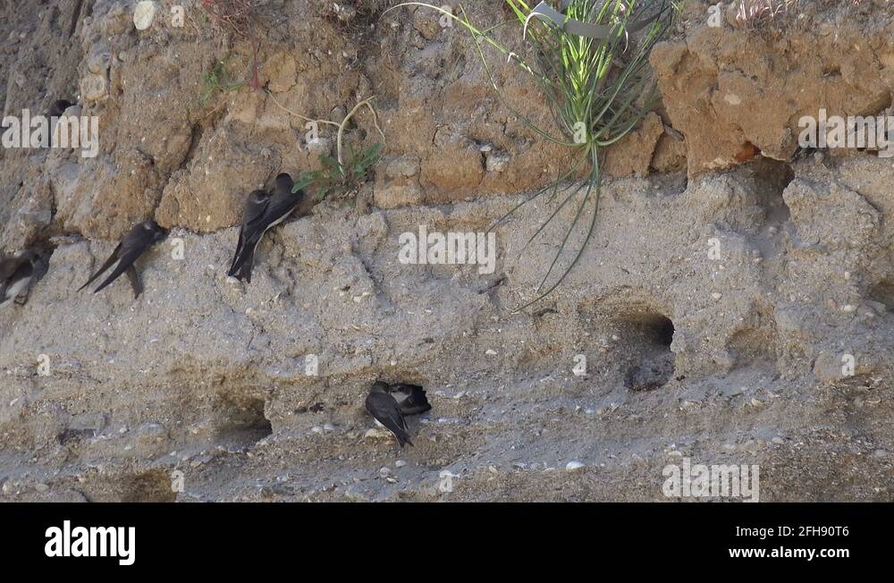 Colony Swift birds entering and coming out of holes in slope in ...