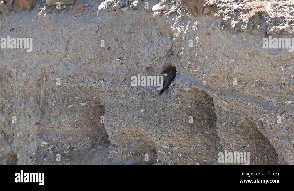 Colony Swift birds entering and coming out of holes in slope in ...