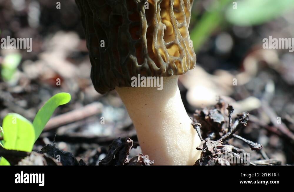 Morchella edible mushroom Stock Videos & Footage - HD and 4K Video ...