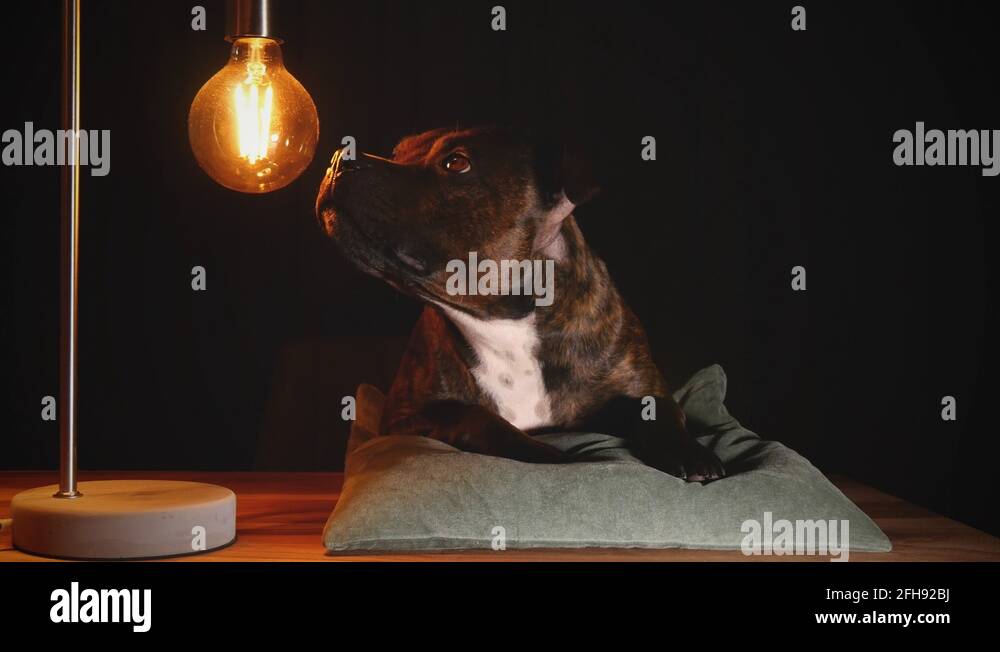 Dog cinemagraph in retro setting. 4K footage Stock Video Footage - Alamy