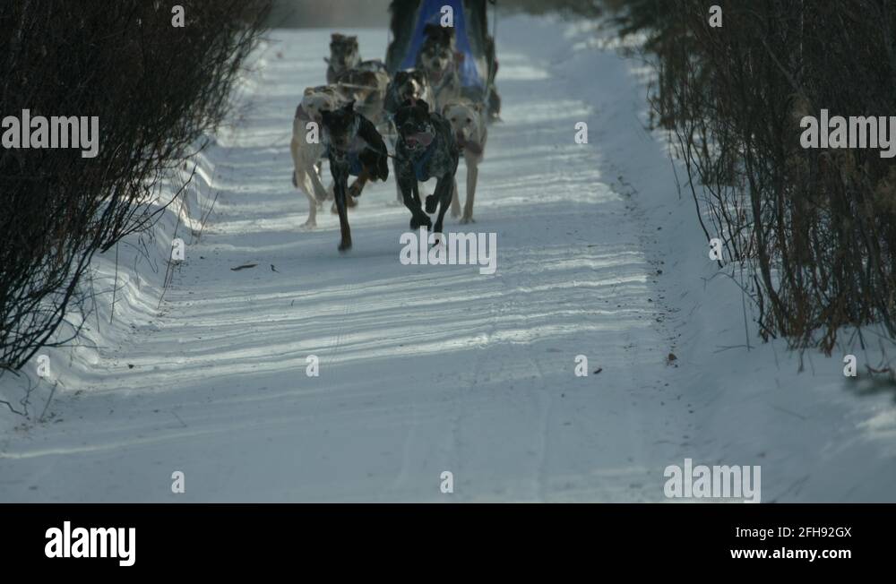 Dog mushing Stock Videos & Footage - HD and 4K Video Clips - Alamy