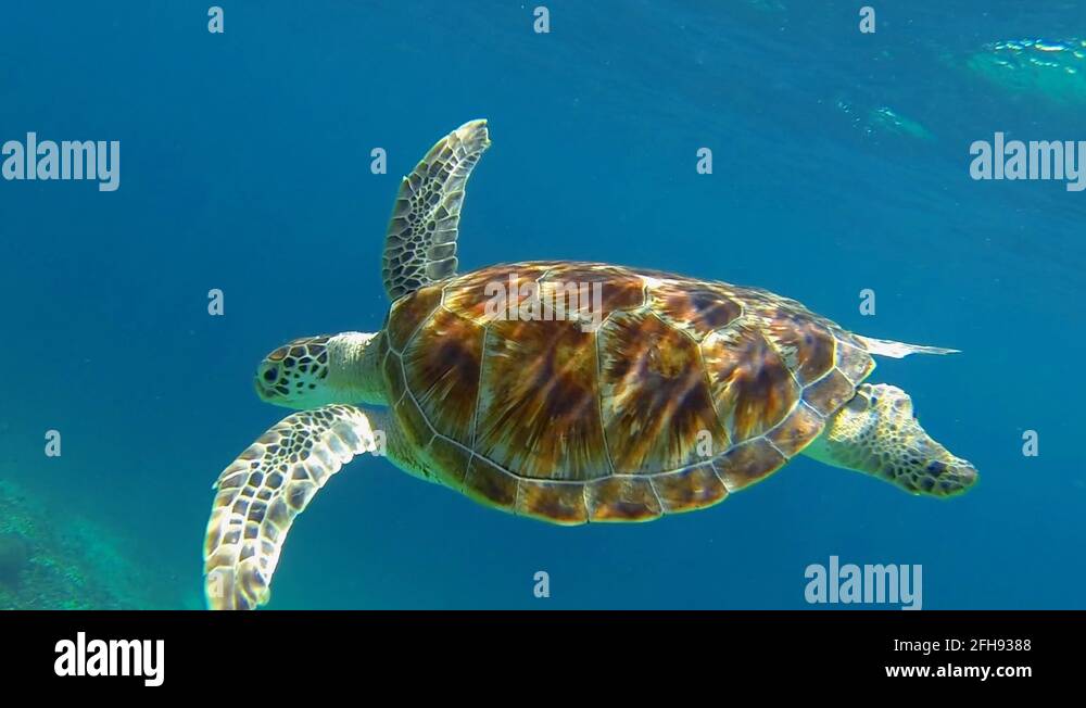 Turtle Swimming Sideways Stock Videos And Footage Hd And 4k Video Clips Alamy 
