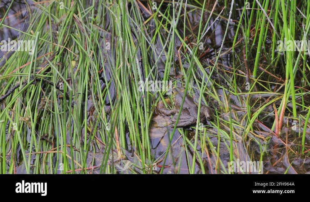 Muddy frog Stock Videos & Footage - HD and 4K Video Clips - Alamy