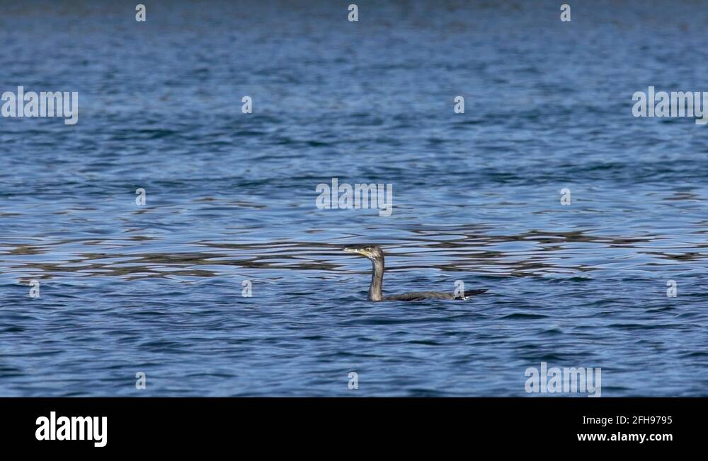 CORMORANT DIVE SUN SCOTLAND 100 IPS HD Stock Video Footage - Alamy