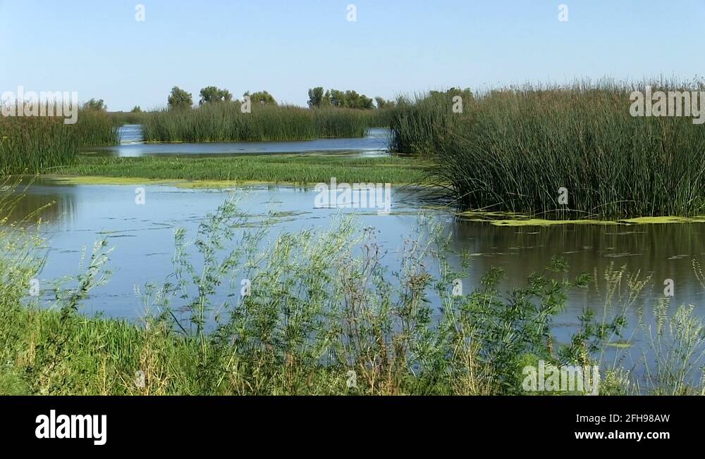 Wetland water plants Stock Videos & Footage - HD and 4K Video Clips - Alamy