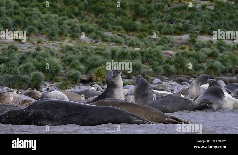 Fat seals Stock Videos & Footage - HD and 4K Video Clips - Alamy