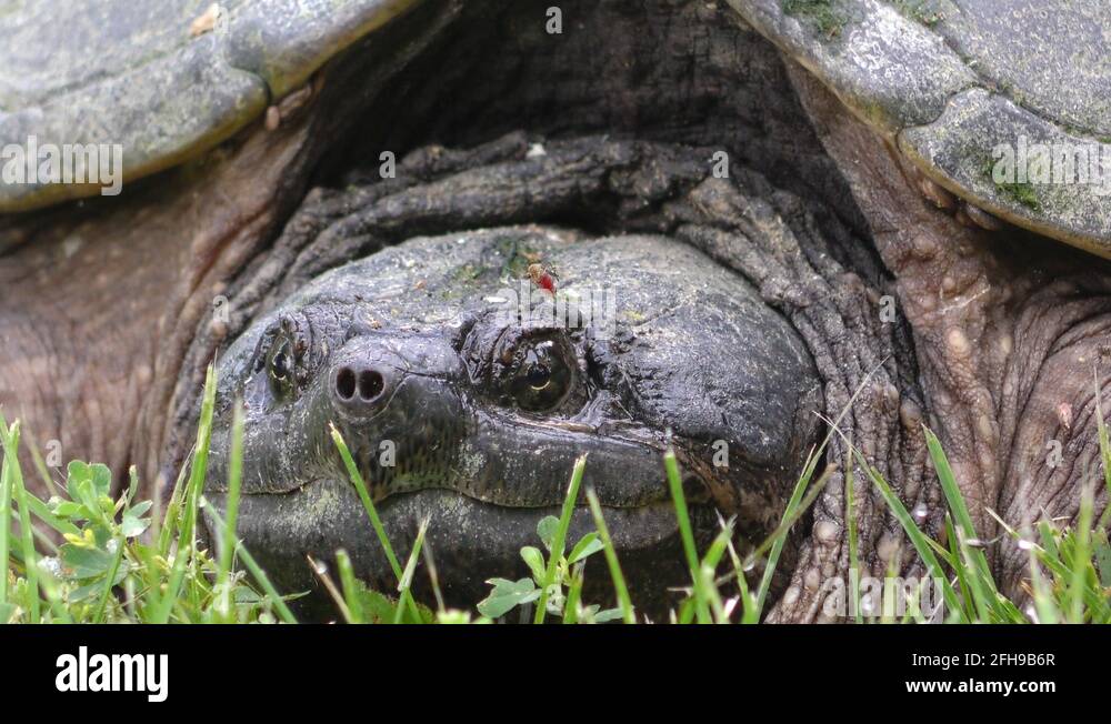 Turtle hunters Stock Videos & Footage - HD and 4K Video Clips - Alamy