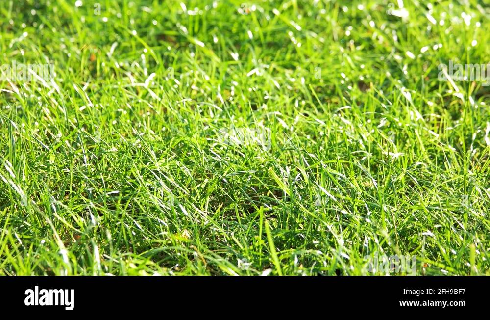 Grass motion Stock Videos & Footage - HD and 4K Video Clips - Alamy