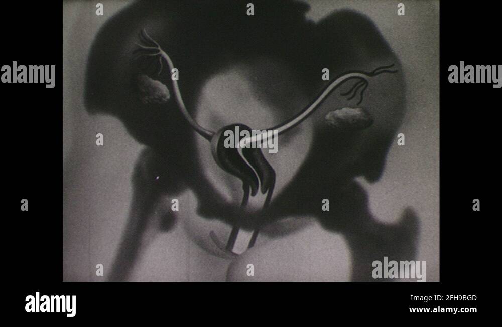 1940s: Illustration of woman's reproductive system. Blood drains from ...