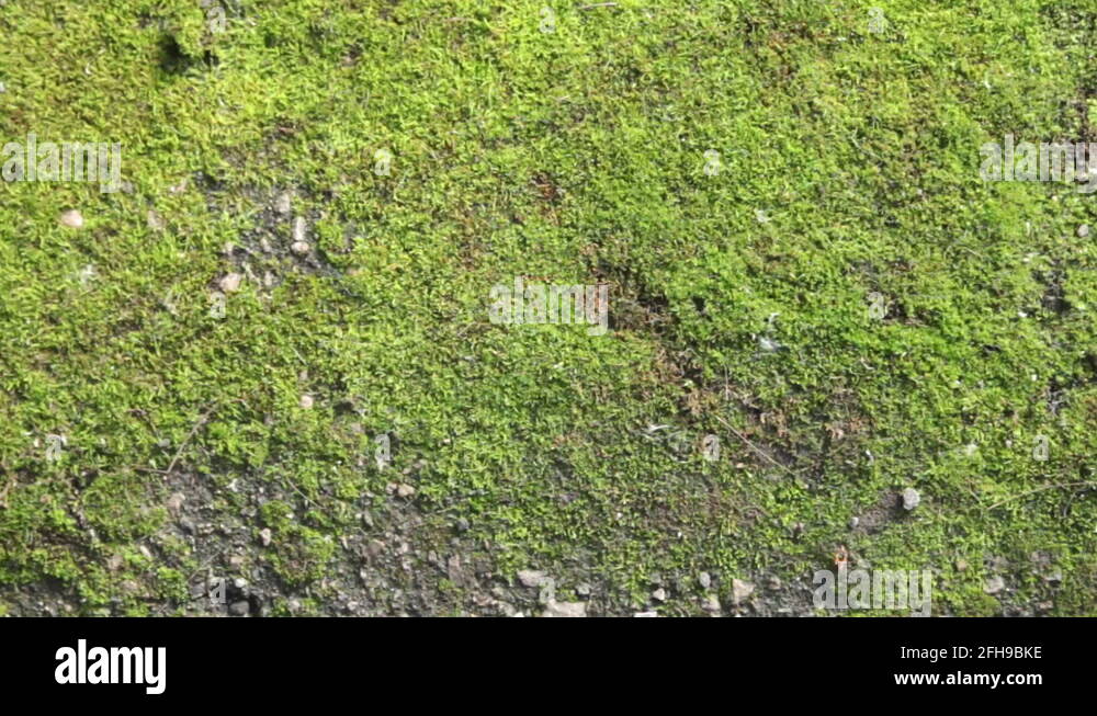 Green moss texture Stock Videos & Footage - HD and 4K Video Clips - Alamy