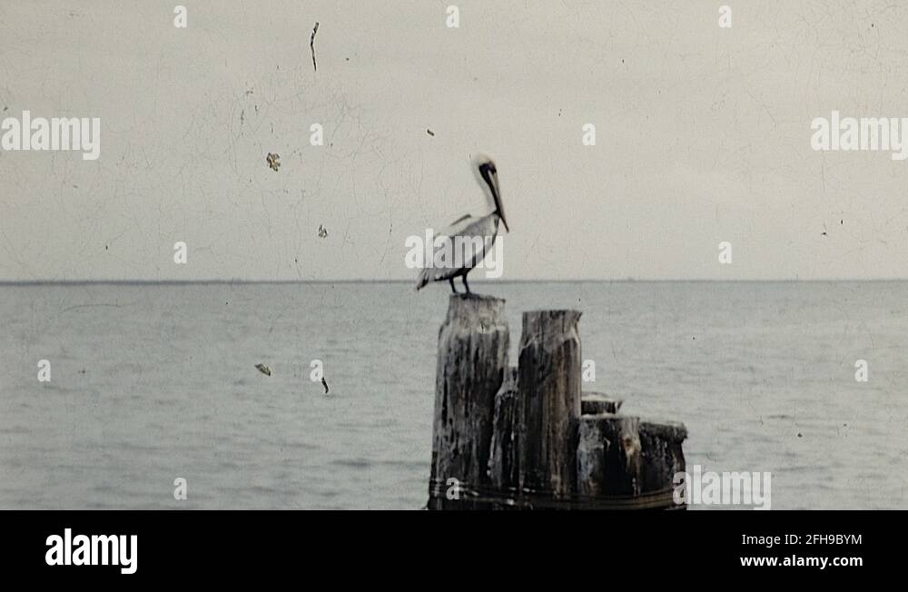 Seagull home Stock Videos & Footage - HD and 4K Video Clips - Alamy