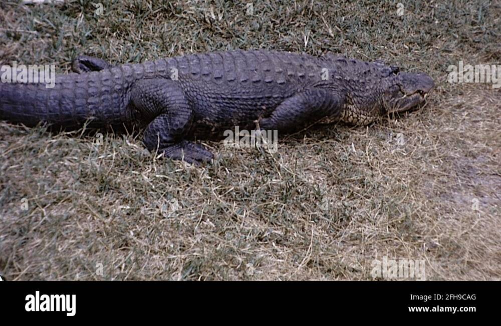 1960s Alligator Crocodile Farm Man Tames Wild Gator Vintage Old Film ...