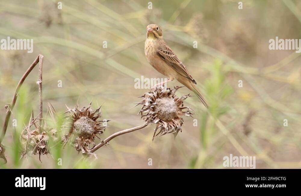Ortolan bunting Stock Videos & Footage - HD and 4K Video Clips - Alamy