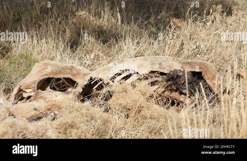 Skeleton dead elk Stock Videos & Footage - HD and 4K Video Clips - Alamy