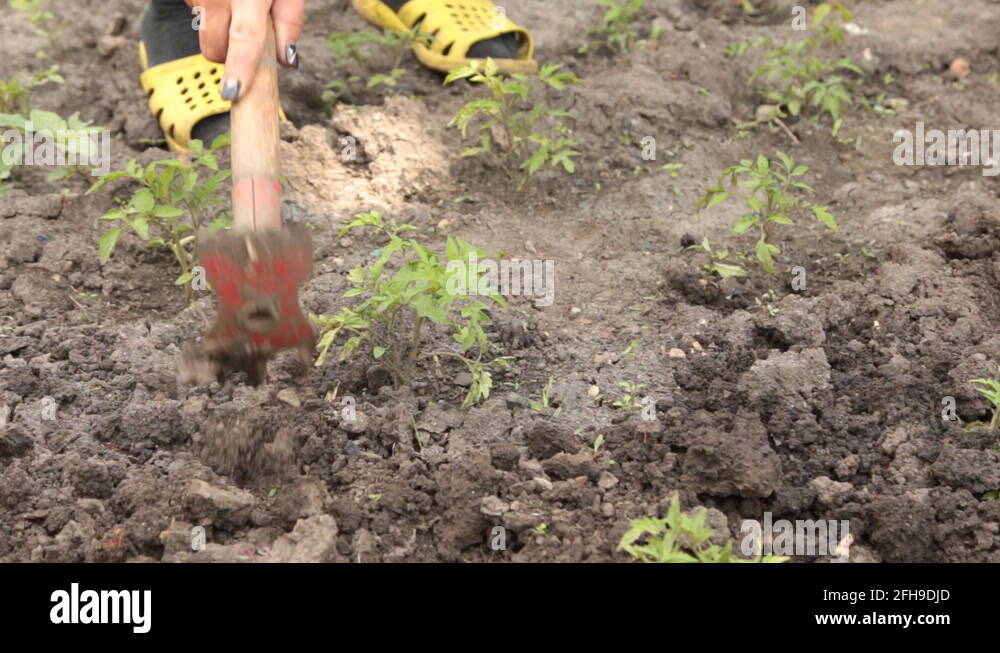 Garden hoe tool in hand Stock Videos & Footage - HD and 4K Video Clips ...